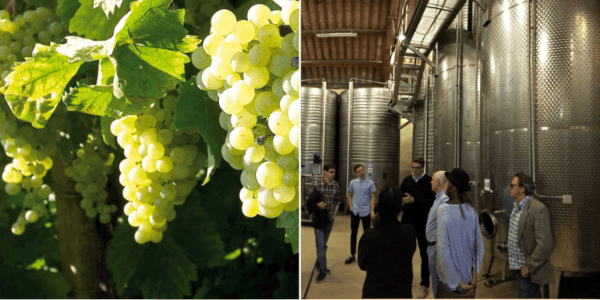 Organic Prosecco – A Guide to Organic Prosecco