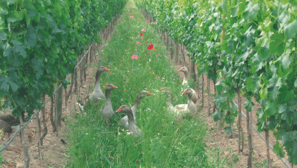 What does organic mean? What is organic?